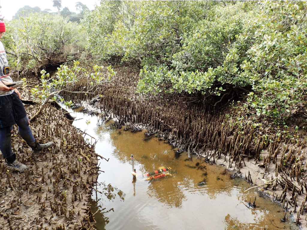 Mangrove forests and 3Di – 3Di